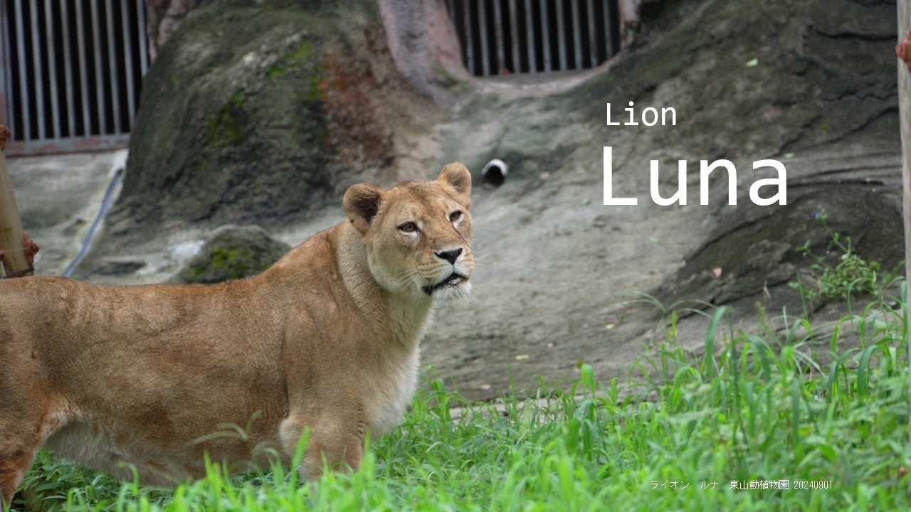 Lion "Luna "20240901／Higashiyama Zoo and Botanical Garden／4K - YouTube