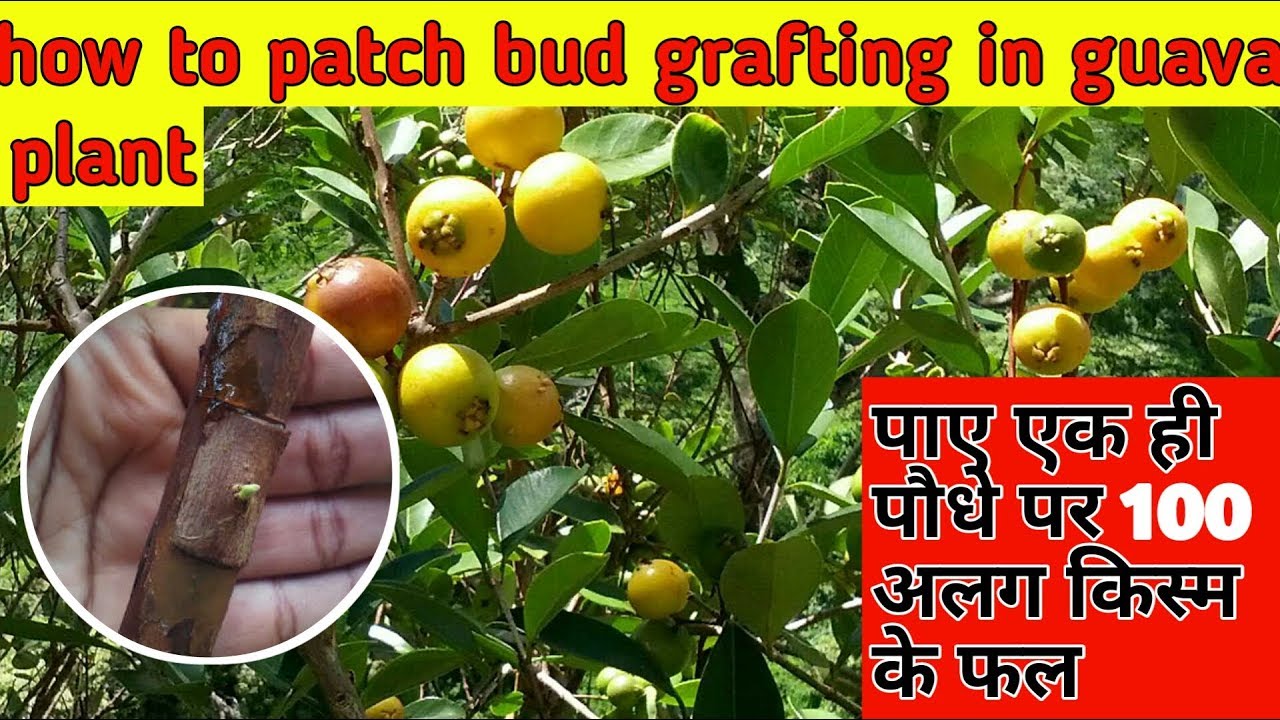 अमरुद के पौधे में बड ग्राफ्टिंग कैसे करे? || How to make patch bud ...