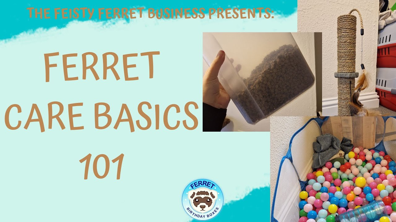 BASIC FERRET CARE 101/Enrichment, Nails, Baths & Food - YouTube