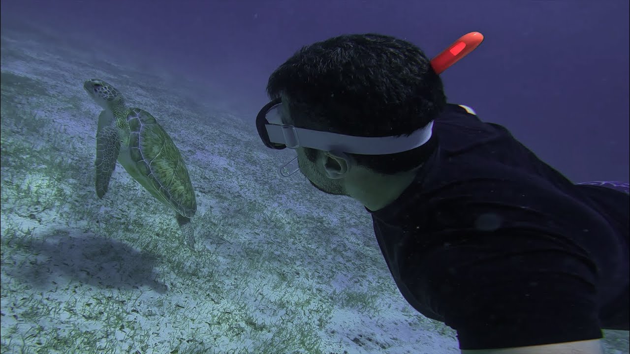 Swimming with the amazing Aruba Sea Turtles. 4K - YouTube