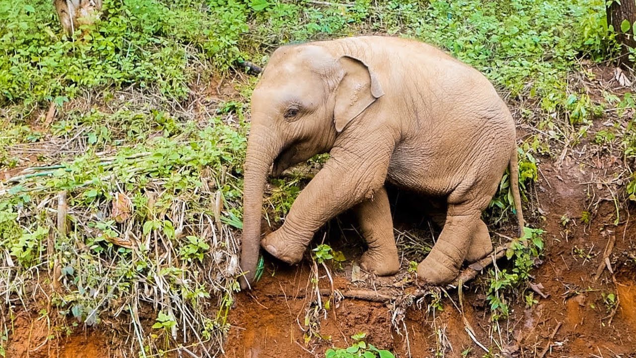 Real Baby Elephants In Rainforest