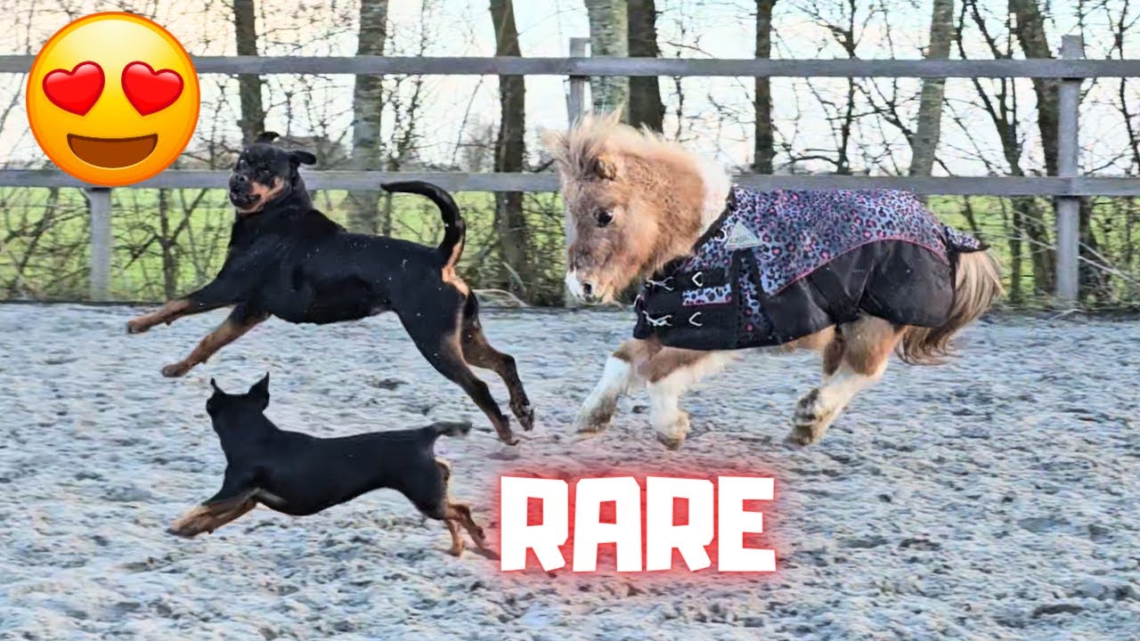 Rising Star⭐ makes strange noises | Shiney is back! Plays with the dogs ...