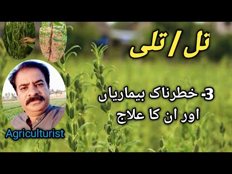 sesame crop disease management | how to control diseases in sesame crop ...