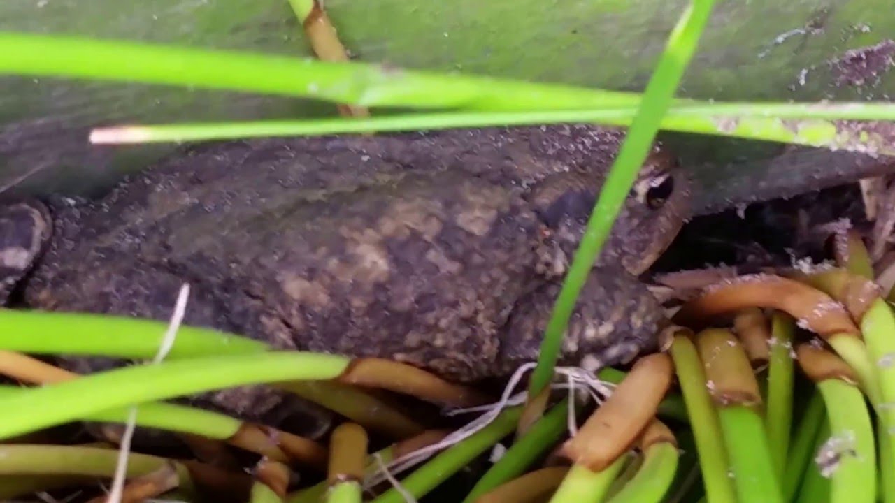 Bufo Marinus. Reuzenpad. Deze komt gezellig bij mij buurten in mijn ...
