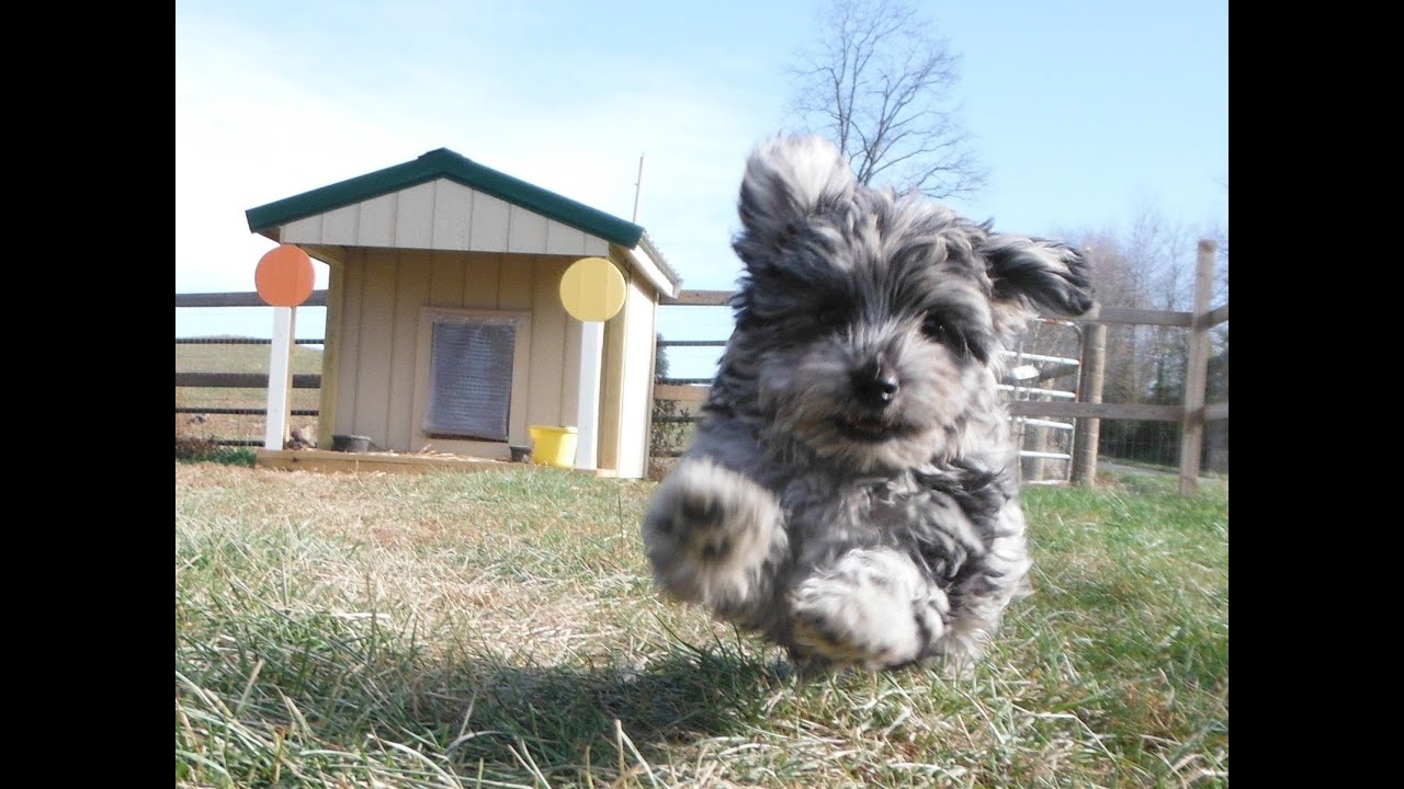 PolkaDots larger Blue Merle Male YorkiPoo / PookiePom Puppy - YouTube