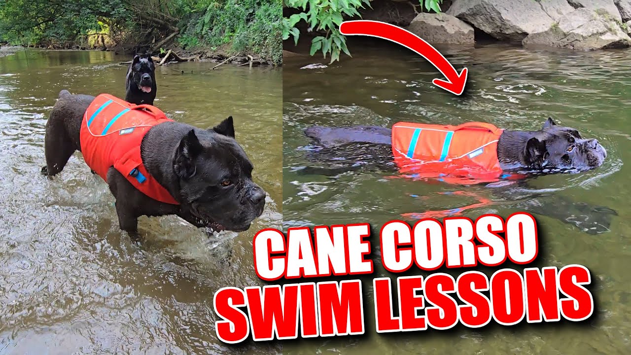 Cane Corso Swim Lessons - Dog Squad Walk & Talk - YouTube