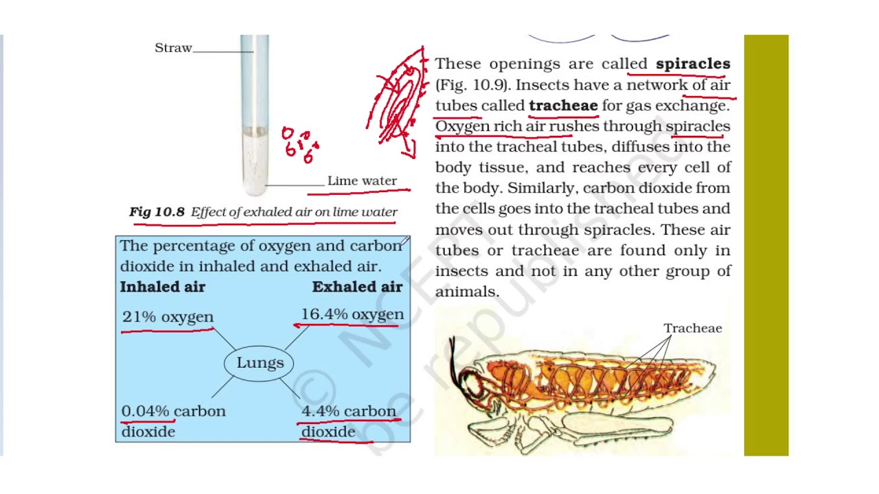 CBSE NCERT Class 7th Science Chapter 10 Respiration In Organisms Part 3 YouTube cbse-ncert-class-7th-science-chapter-10-respiration-in-organisms-part-3-youtube