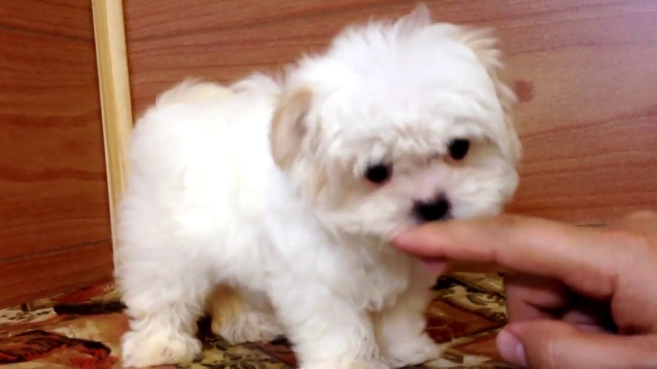 Very cute Malshi puppy (half Maltese and half Shih tzu). - YouTube