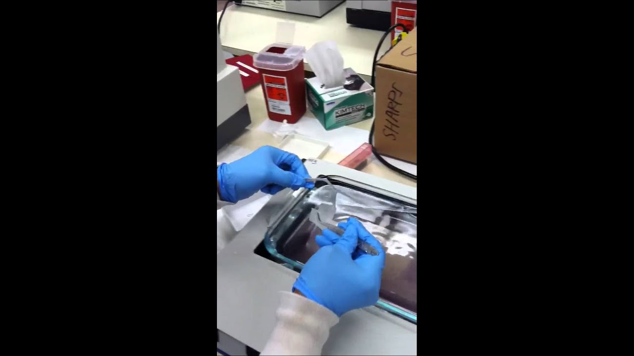 Histology- microtomy example - YouTube