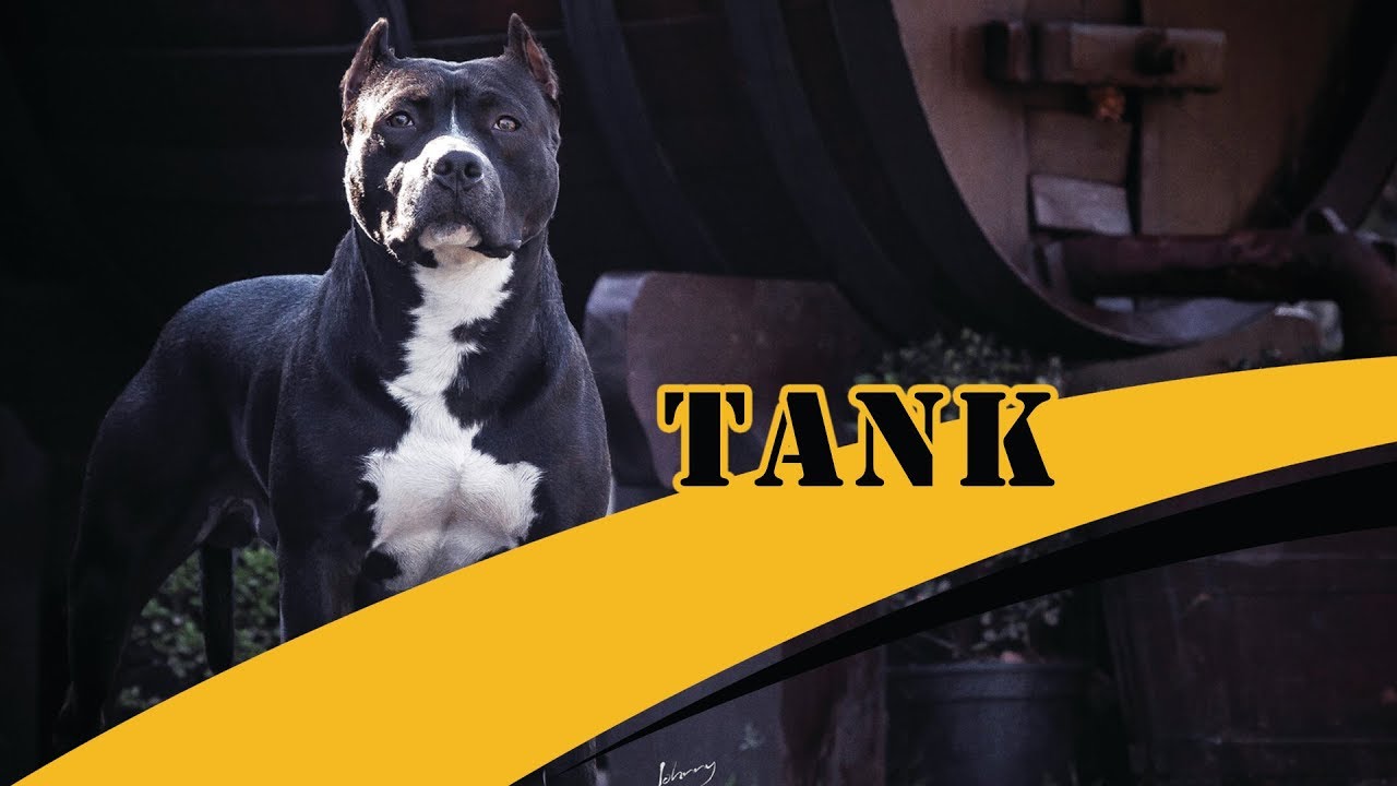Tank of Piffer - Padreador Black Nose do Piffer Pit Bull - YouTube