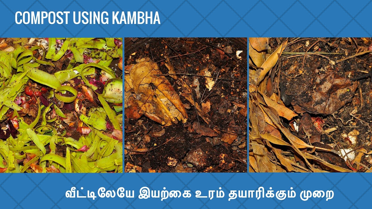 Composting using kambha - வீட்டிலேயே இயற்கை முறையில் உரம் தயாரிப்பது ...