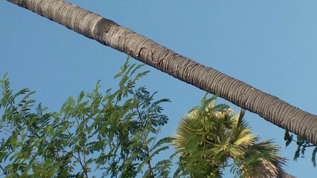 Amazing snake crawling up palm tree - YouTube