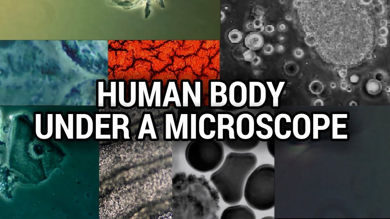 The Human Body Seen Through a Microscope. - YouTube