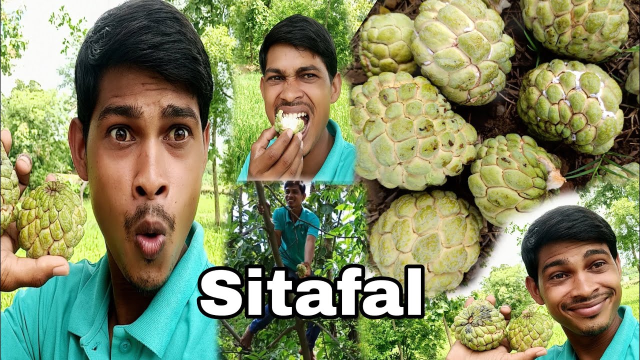 🍈Custard Apple 🍈Sharifa Fal Eating🍈Sitafal khane Jatehe🍈Custard Apple ...