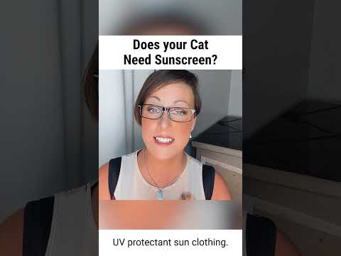 Does your Cat Need Sunscreen? - YouTube
