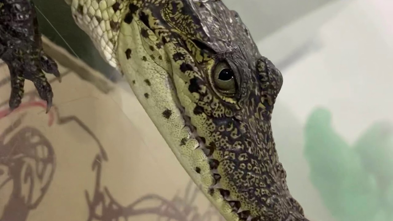 Cocodrilo domesticado. - YouTube