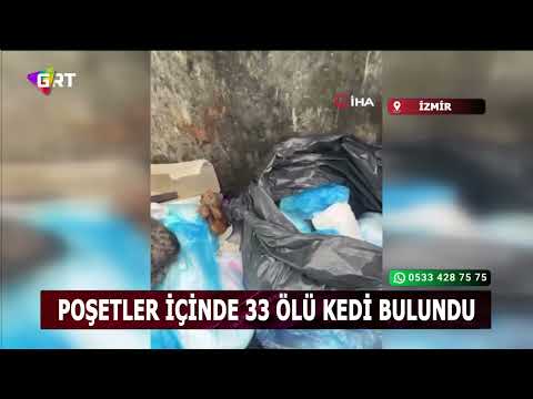 Poşetler içinde 33 ölü kedi bulundu