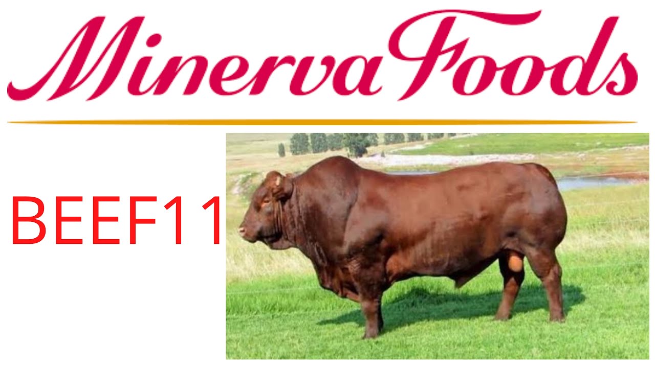 MINERVA FOODS: AÇÕES BEEF11, BEEF3 - YouTube