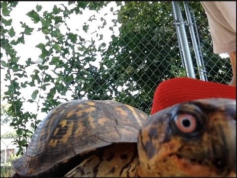 How Sparky a Box Turtle Communicates - YouTube