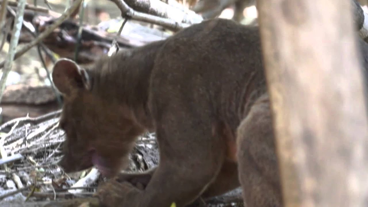 What is a Fossa | Madagascar - YouTube