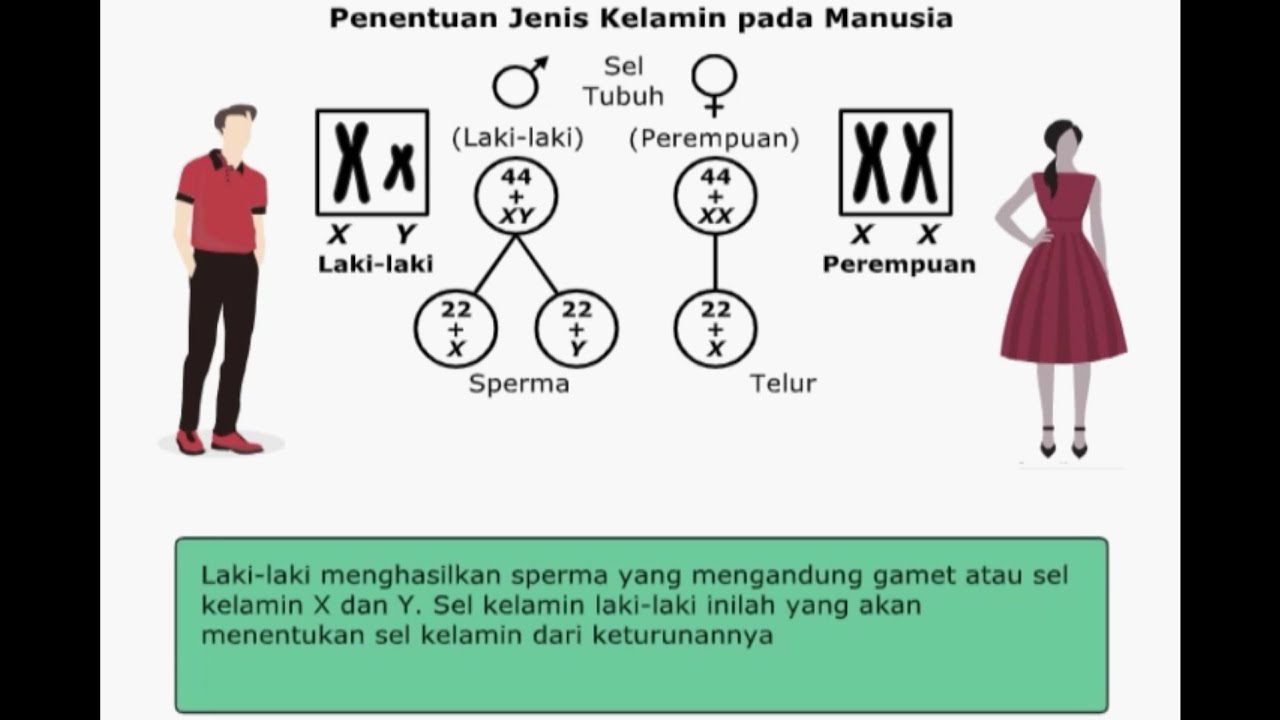 Hereditas Penentuan Jenis Kelamin Manusia - YouTube