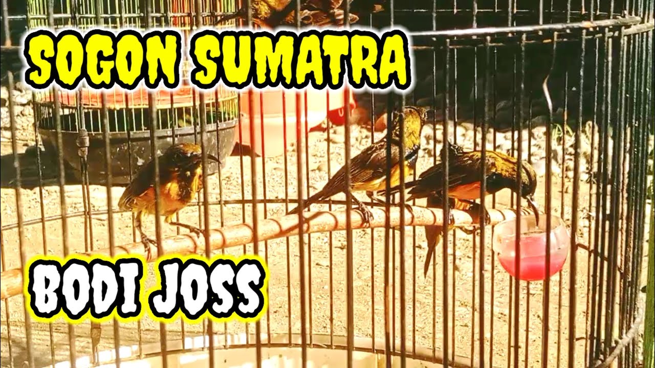 SOGON Sumatra dengan bodinya yang aduhai #sangkarcungkokindonesia - YouTube