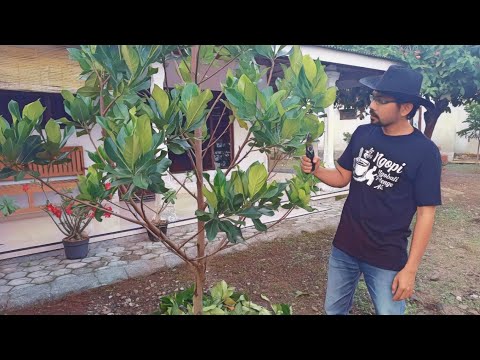 Pangkas Pohon Nangka | Pruning Jackfruit Tree - YouTube