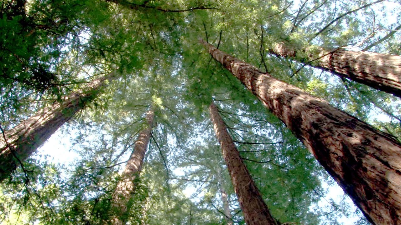 Stanford Jasper Ridge Biological Preserve at 40 - YouTube