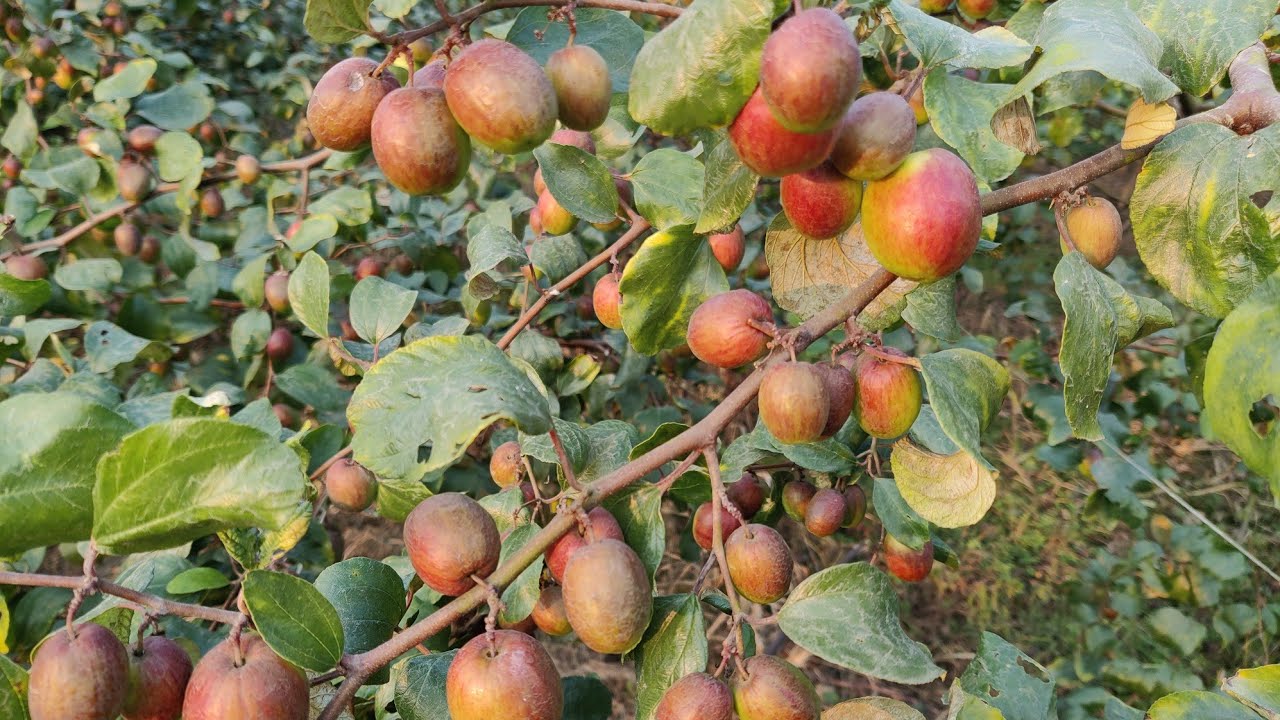 Red Apple Ber plants available low price milega Call me 9564629142 ...