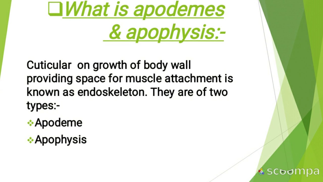 Apodeme and Apophysis - YouTube