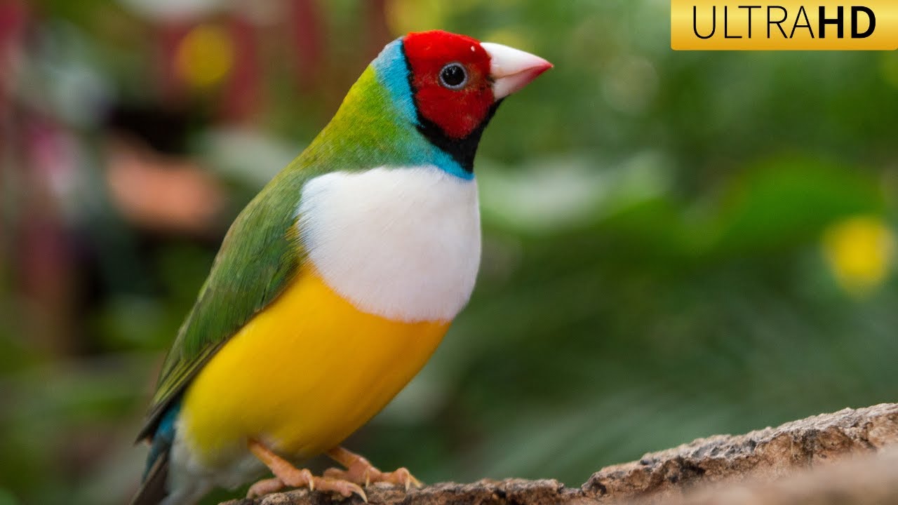 Gouldian Finch Rainbow Bird | Gouldian Finch Most Colorful Bird | World ...
