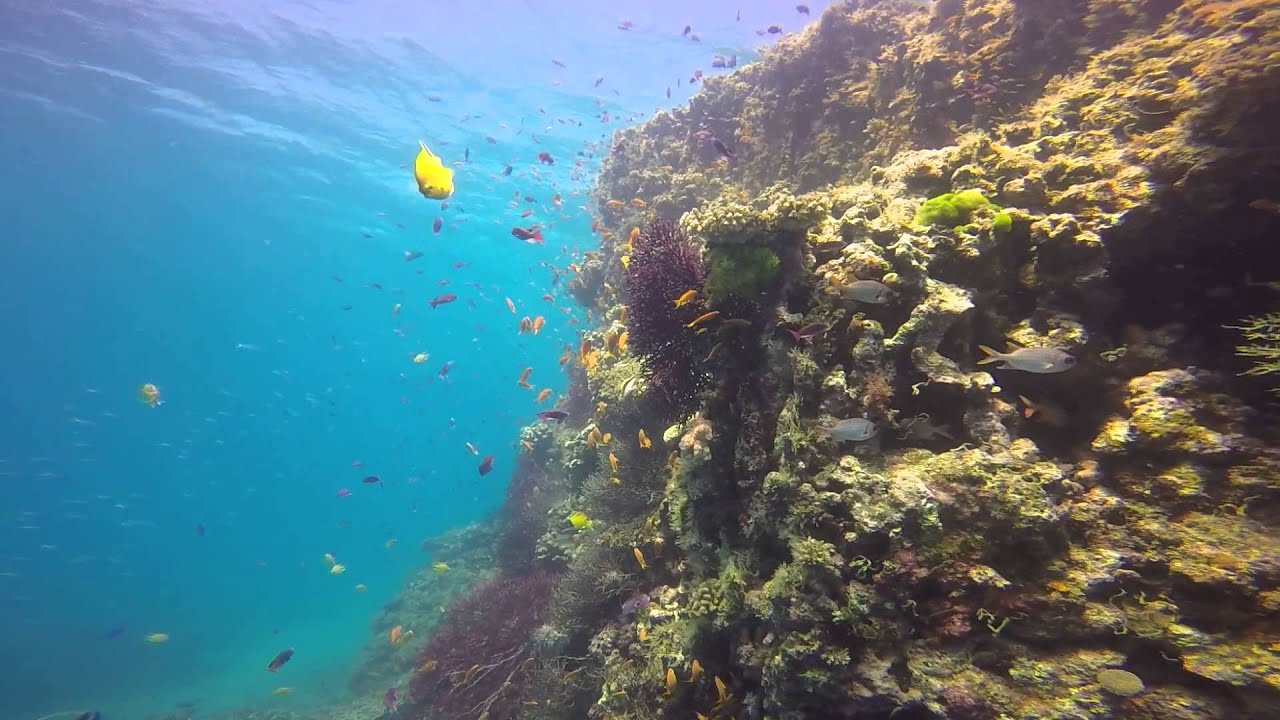 golden nuggets, scuba diving, savusavu, fiji - YouTube