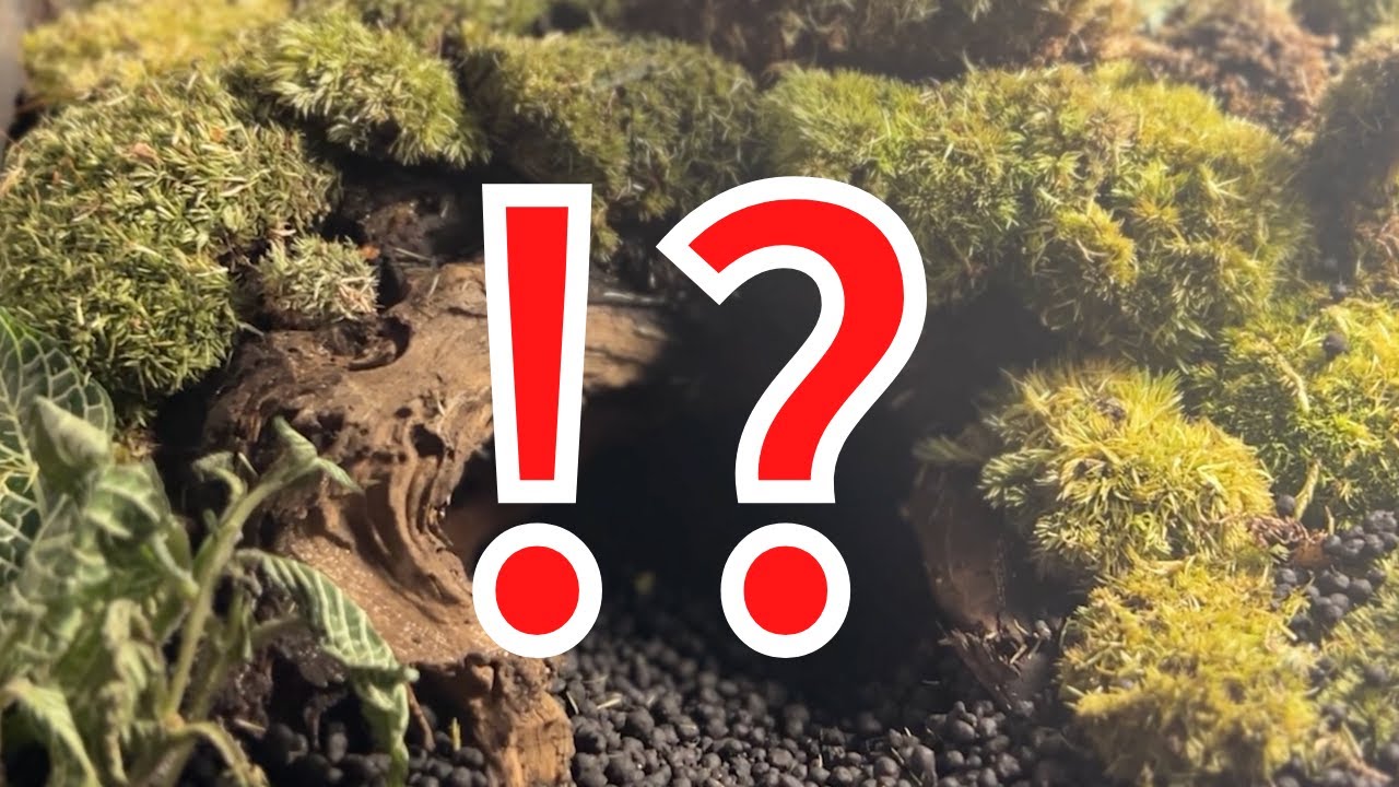 Anomalies in the Frog Cave.What changes came to him?Diary of a ...