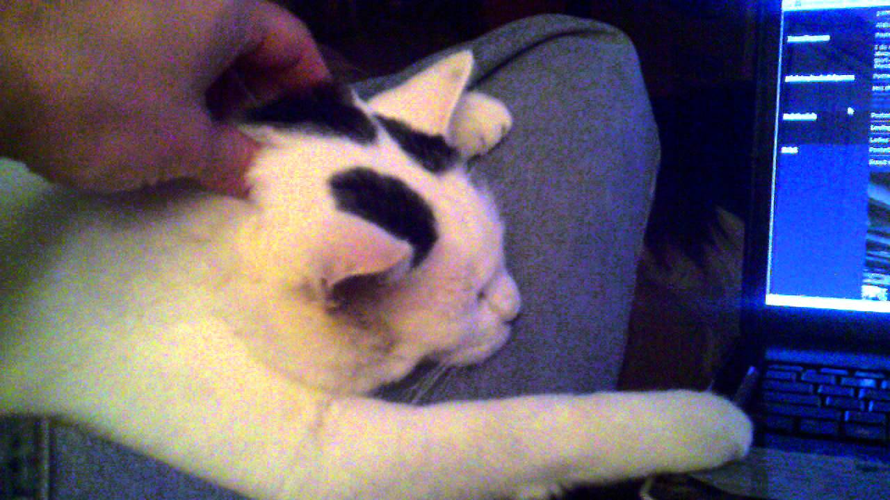 Comatose cat - YouTube