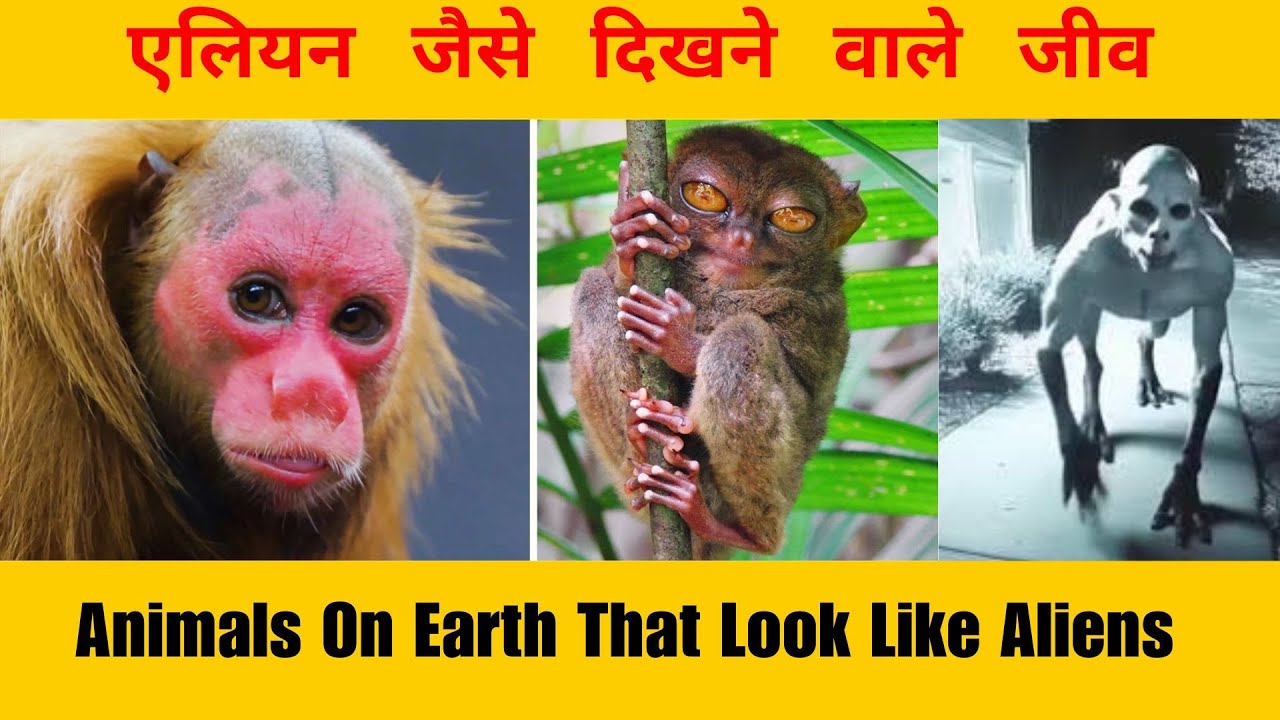 एलियन जैसे दिखने वाले जीव | Animals On Earth That Look Like Aliens ...