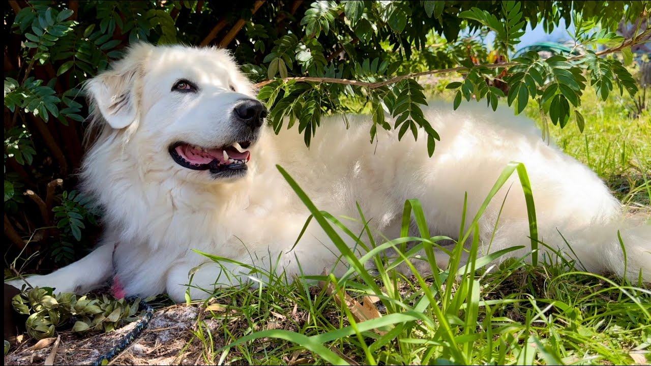 Great Pyrenees - Guard on Duty - YouTube