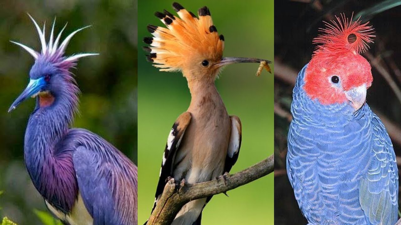 Beautifully Crowned Birds 🐦🌾 - YouTube
