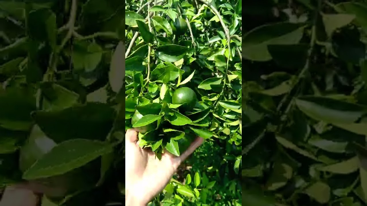 sampai merunduk - YouTube