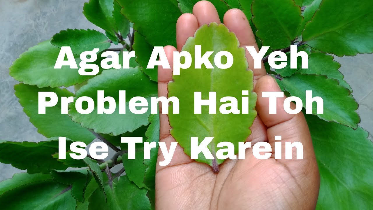 Benefits Of Leaf Of Life | Pathchatta Ke Phayde -2 | Medicinal Plant ...