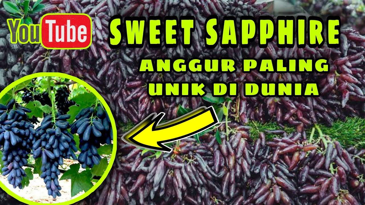 Pertanian modern ! Perkebunan anggur modern jenis sweet sapphire atau ...