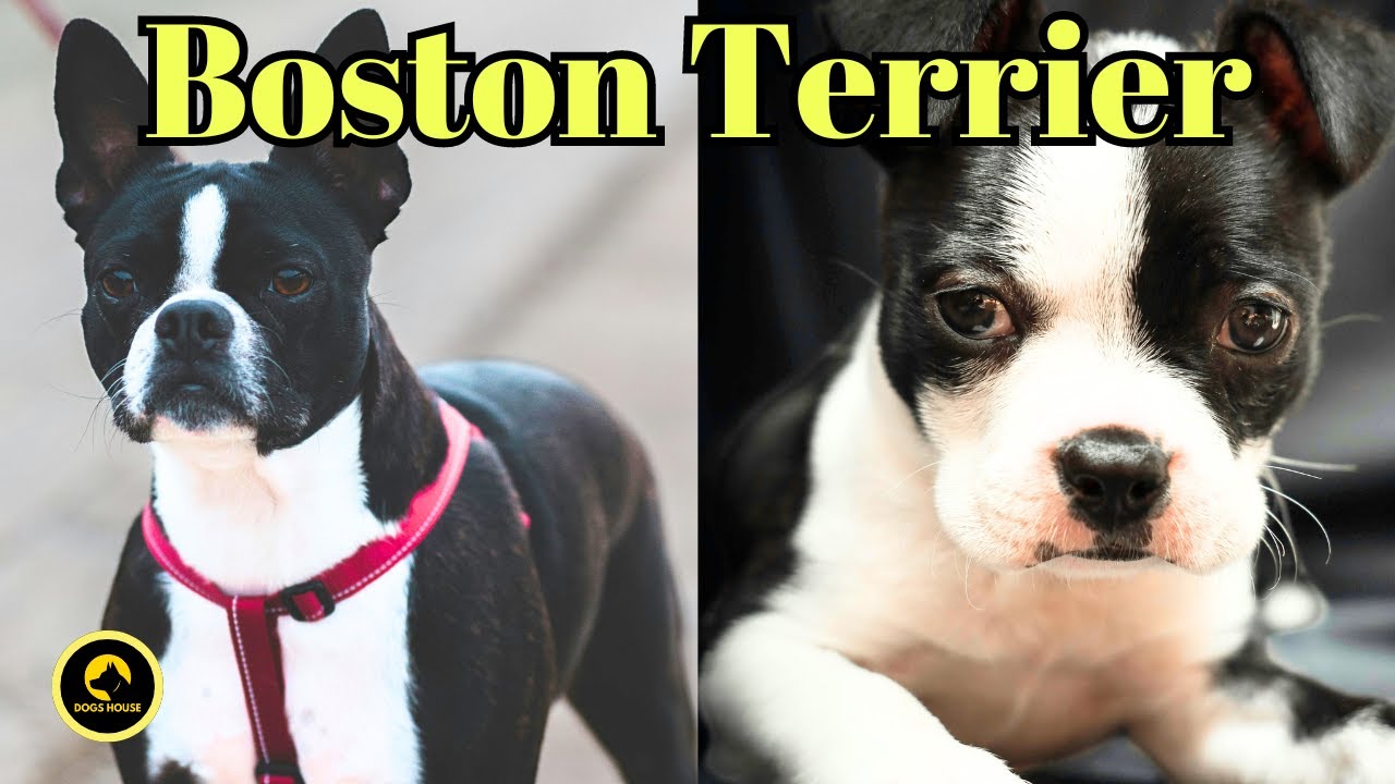 "The Ultimate Guide to Boston Terrier: Everything You Need to Know ...