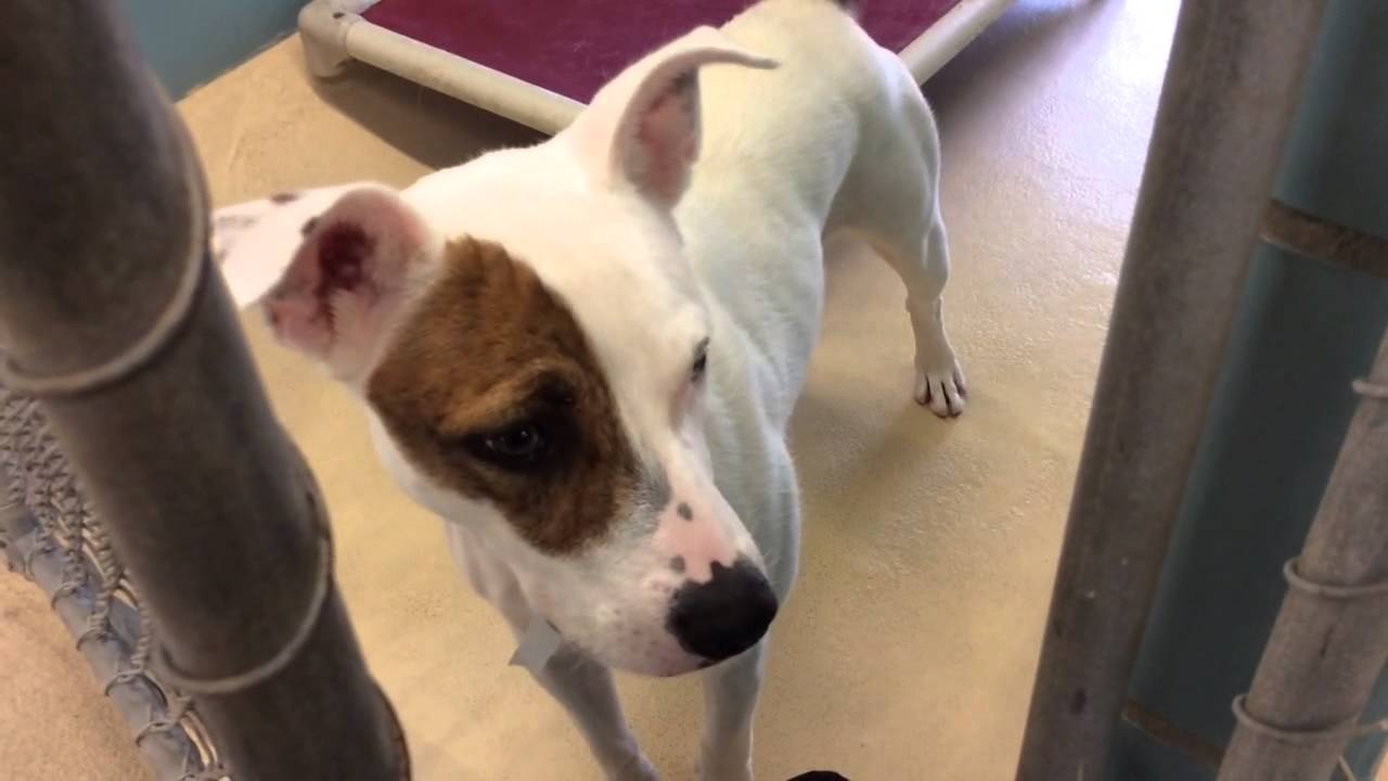 Meet a Terrier currently available for adoption at Petango.com! 9/15 ...