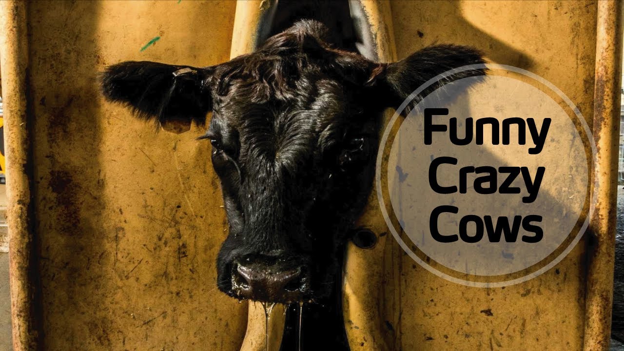 The Crazy Cows- Mad Mamma - YouTube