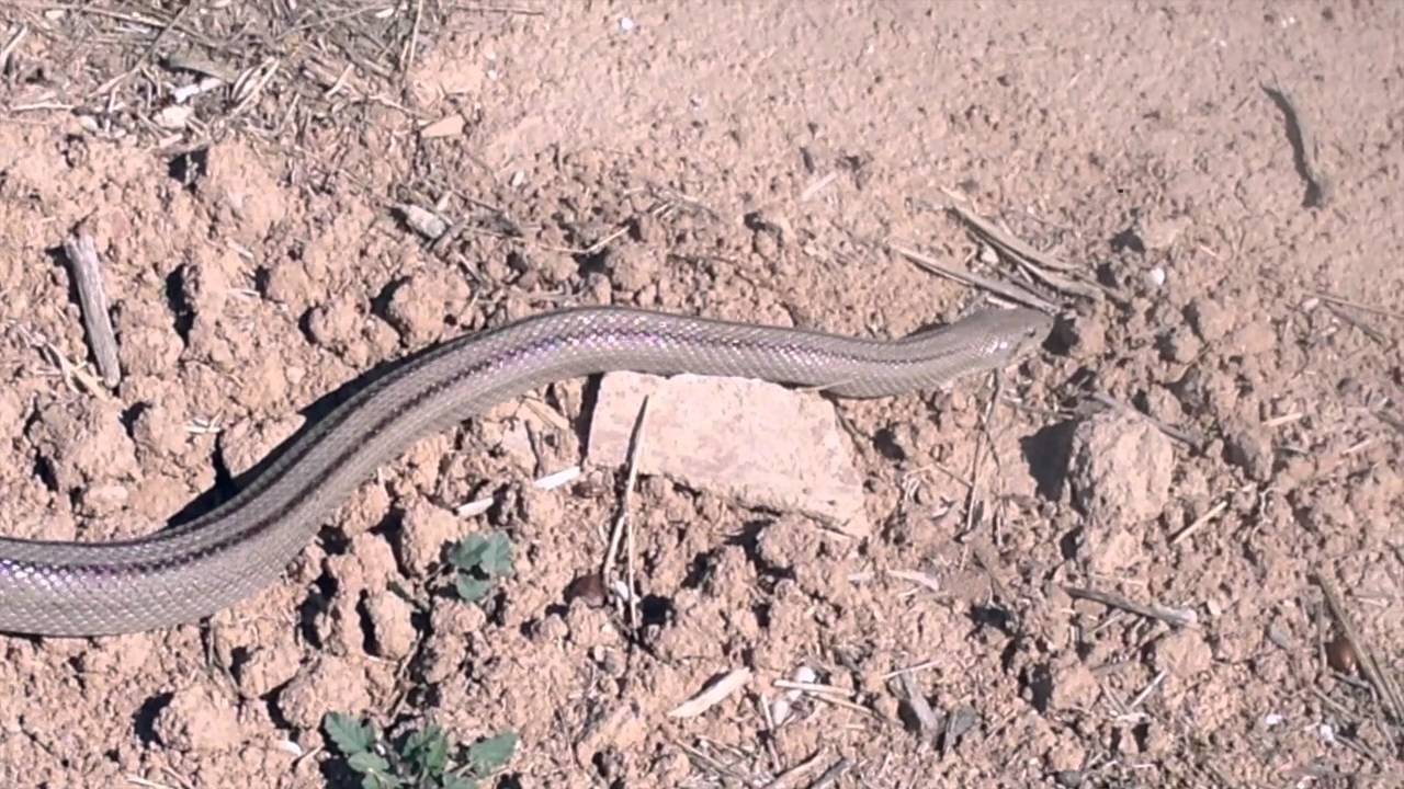 Culebra Serpiente España - YouTube