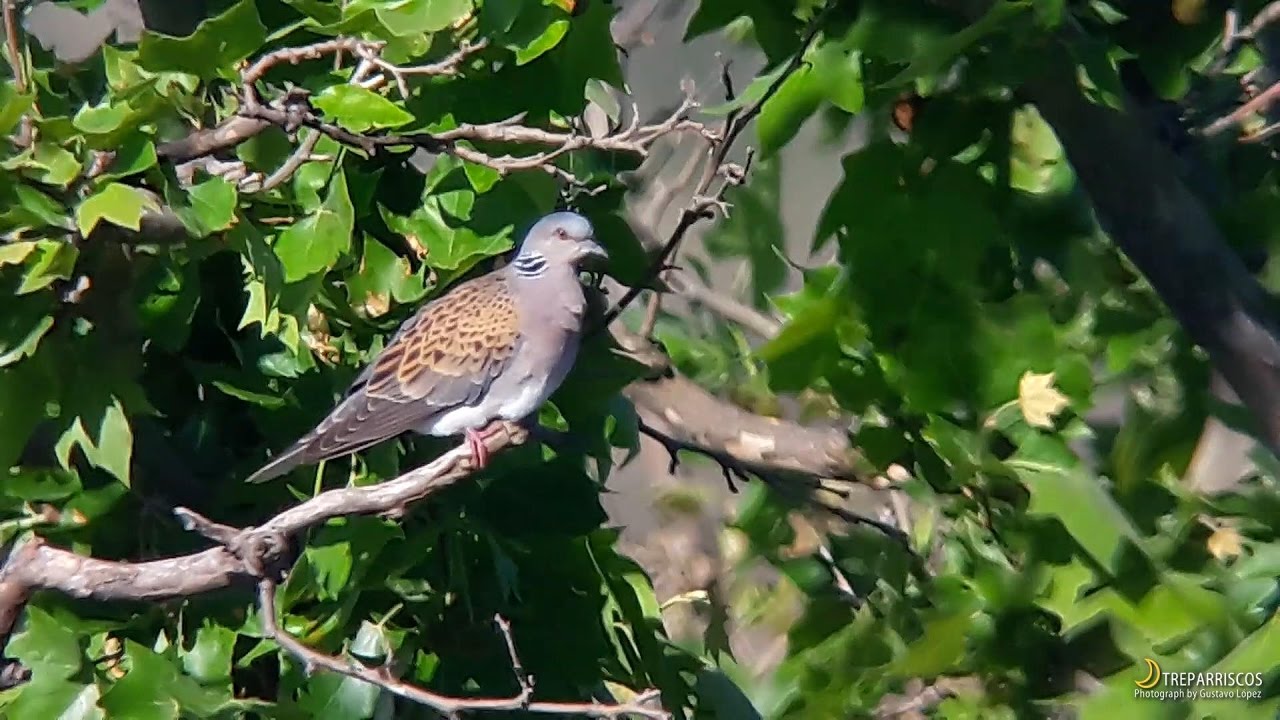 Tórtola Europea European Turtle Dove Streptopelia turtur - YouTube