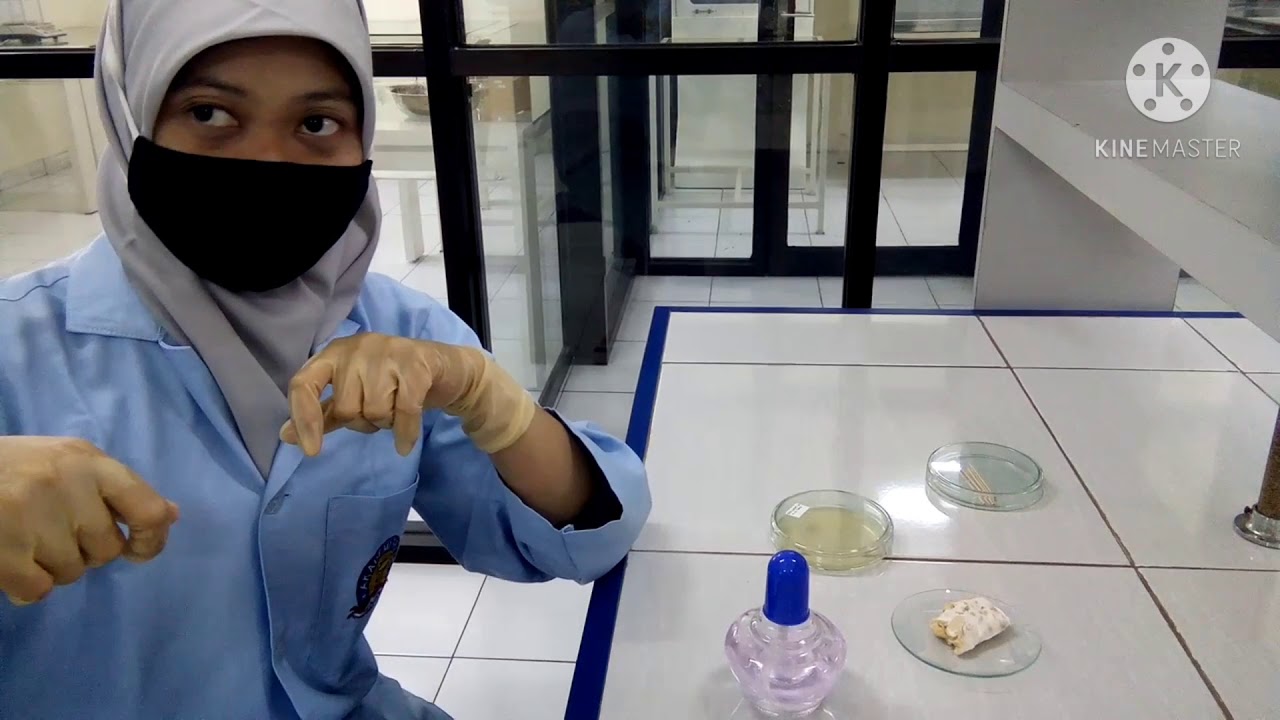 ISOLASI KAPANG-KHAMIR - YouTube