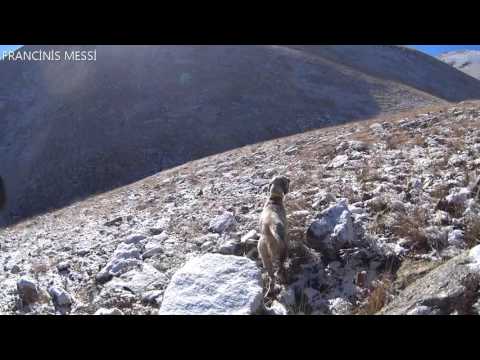 MESSİ KEKLİK FERMA