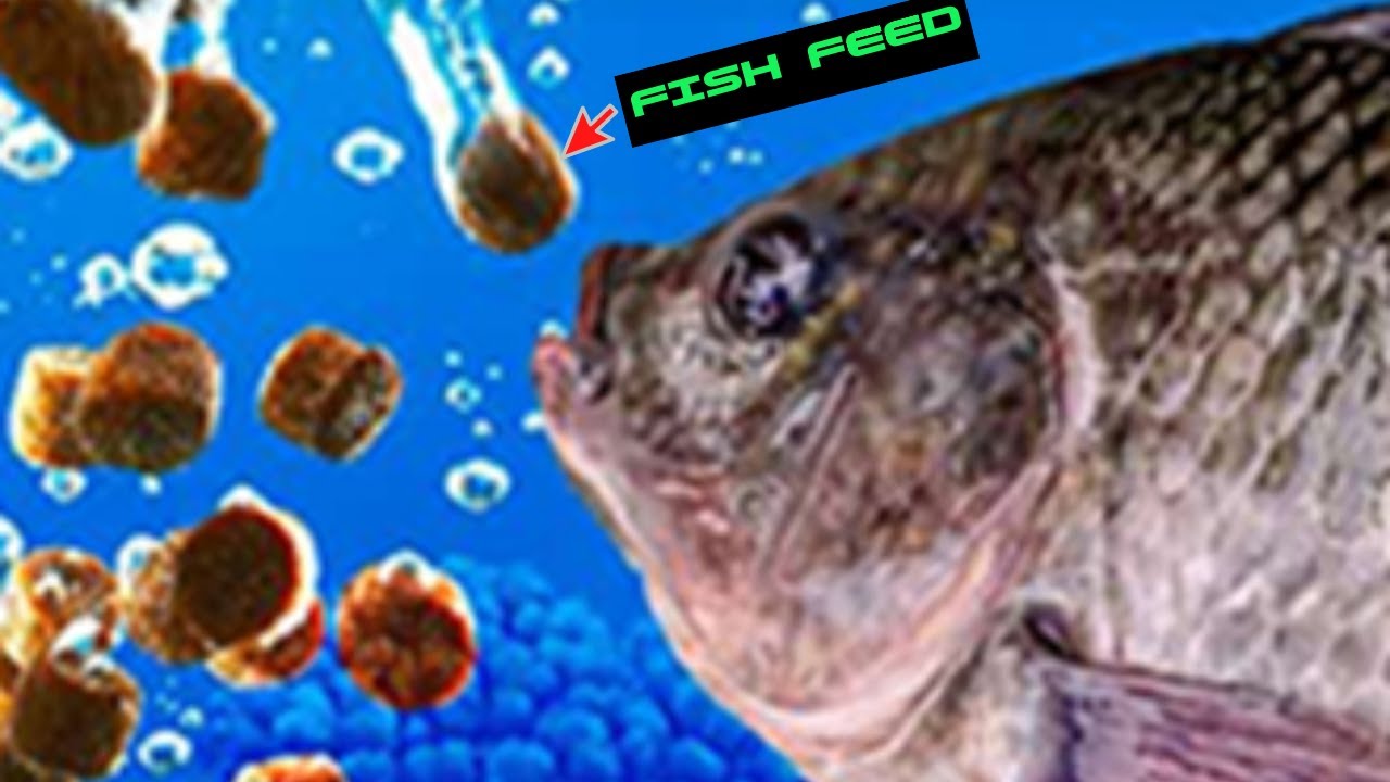 How to prepare Floating fish feed | step by step - YouTube