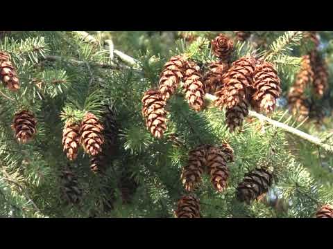 1-Soort van Dennen Apels hangen er in de Boom - YouTube