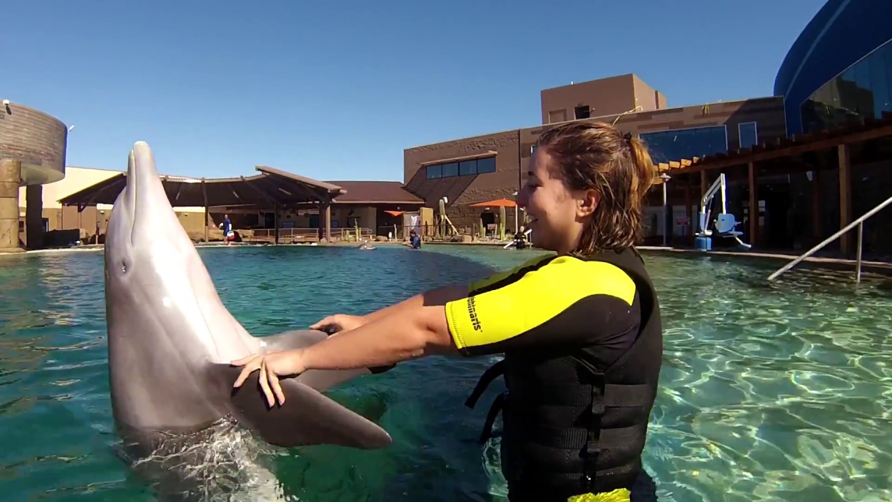 Welcome to Dolphinaris Arizona! - YouTube